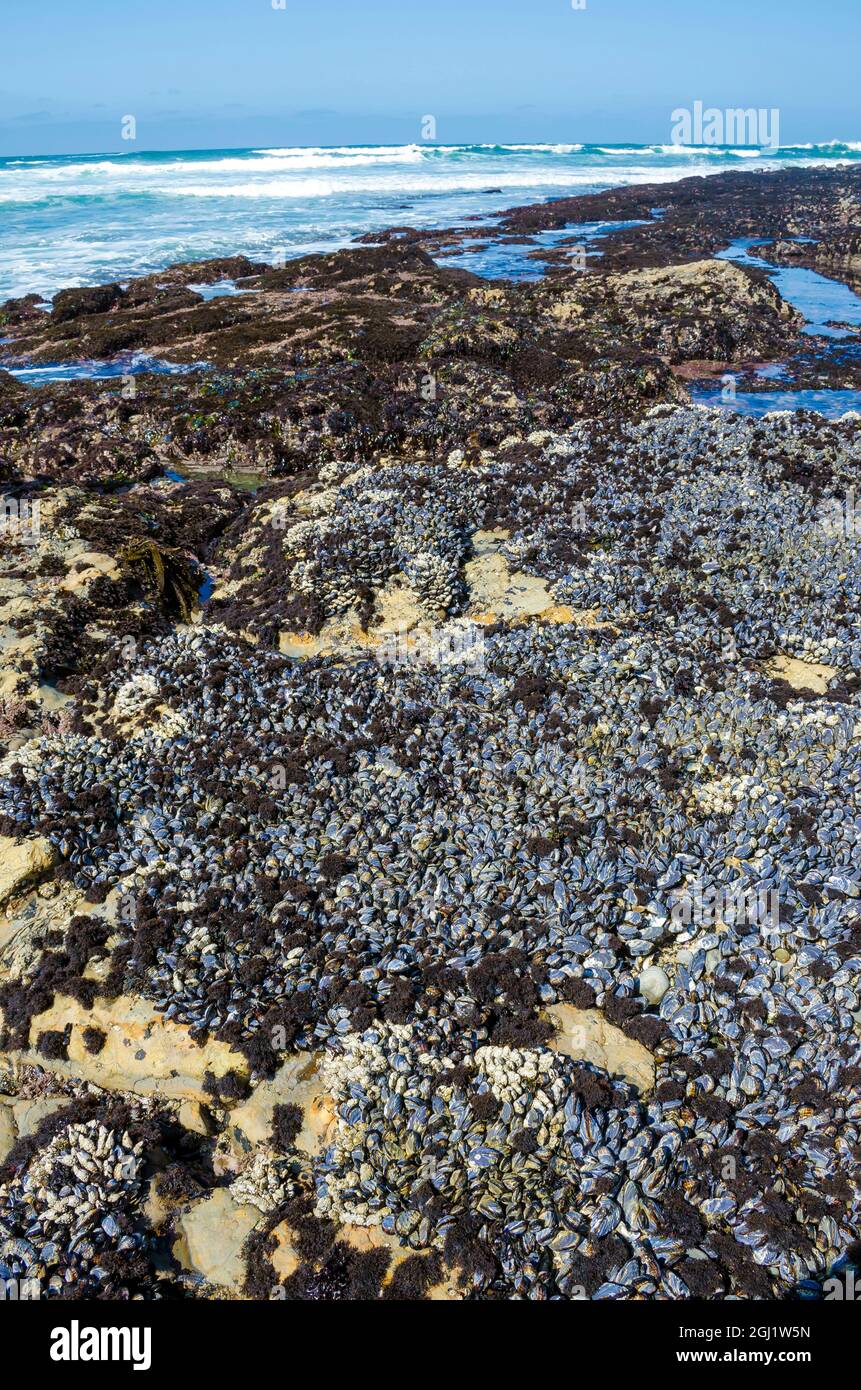 Mussel Colonies in Fitzgerald Marine Reserve, California, USA Stock ...