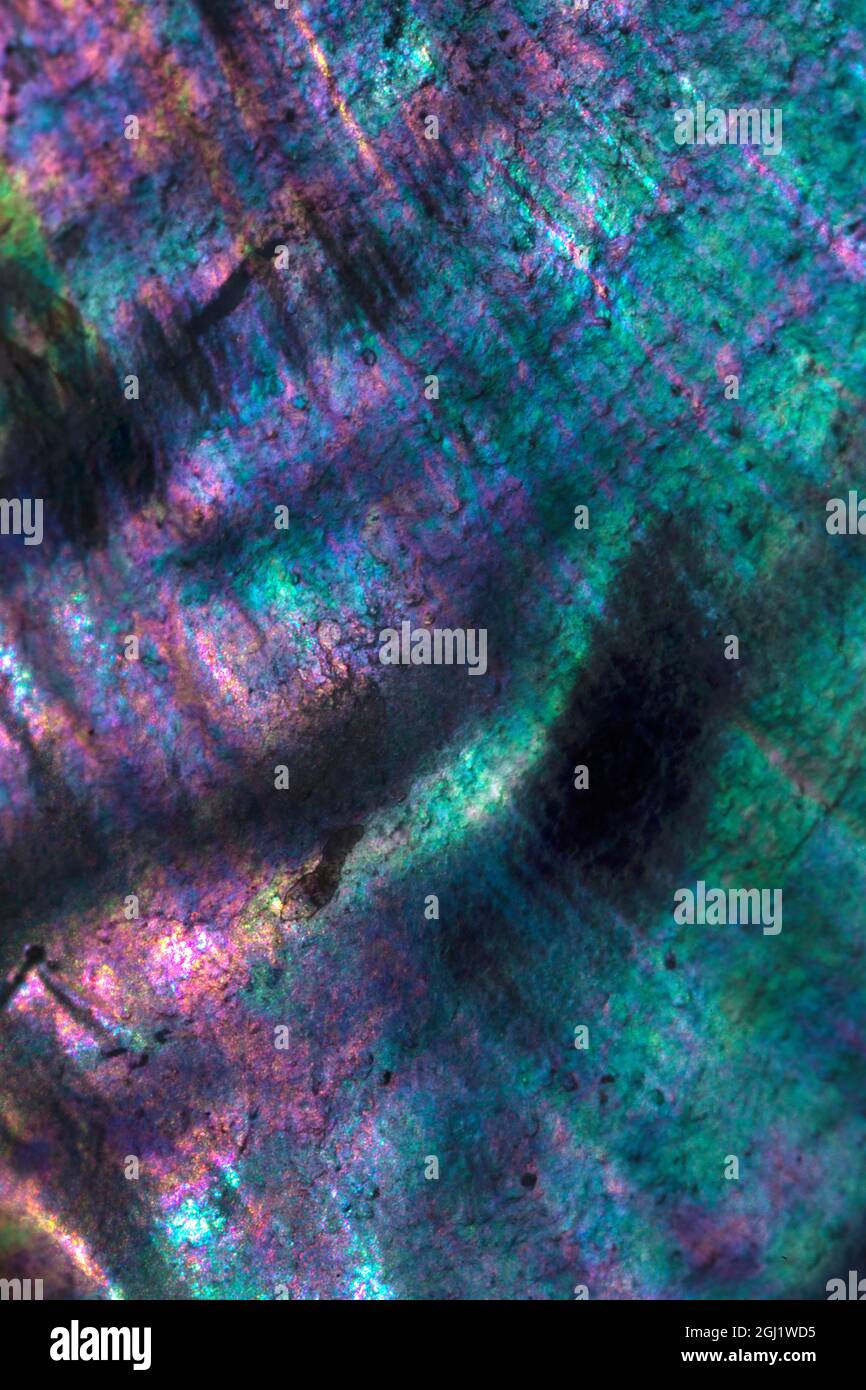 USA, California. Abalone shell close-up. Credit as: Christopher Talbot ...