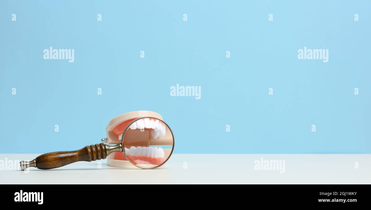model of a human jaw with white teeth and a wooden magnifier on a white ...
