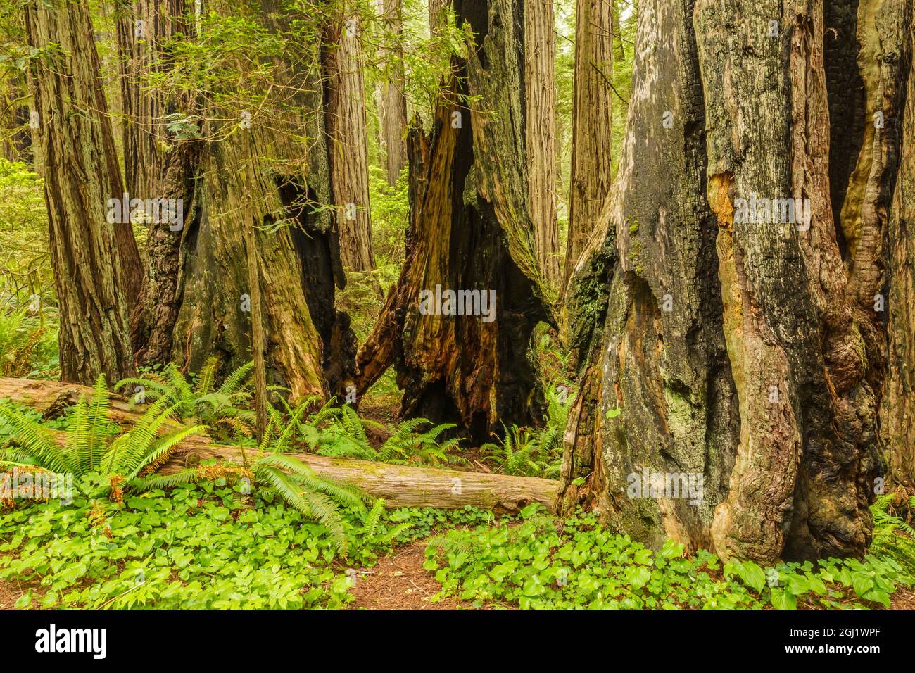 USA, California, Redwoods National & State Parks, ancient redwood trees ...