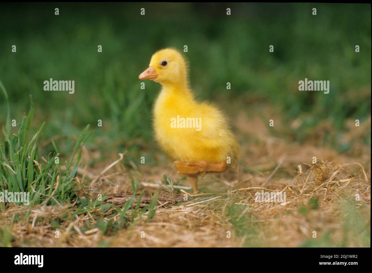 duckling walking on backyard Stock Photo - Alamy