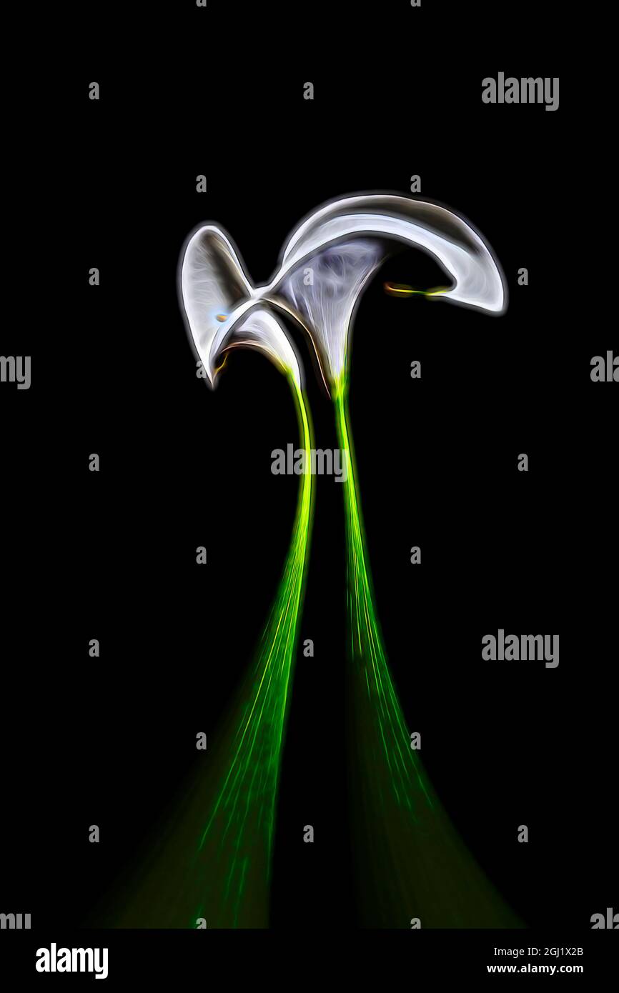 Two calla lily hi-res stock photography and images - Alamy