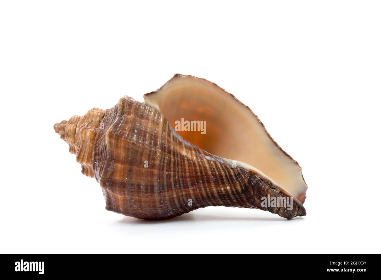 Sea shell isolate on white background Stock Photo - Alamy