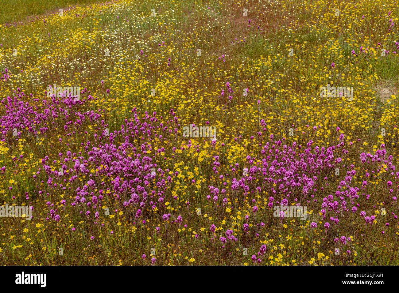Meadow of Owl's clover, hillside daisy and snake's head wildflowers at ...