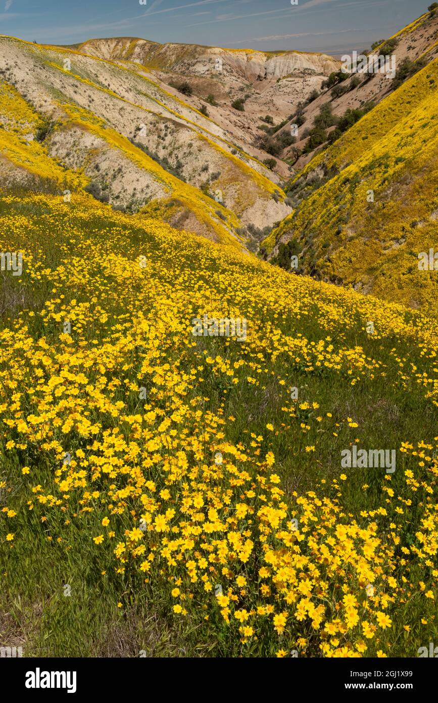 California, USA. Temblor Range and valley are covered with hillside ...