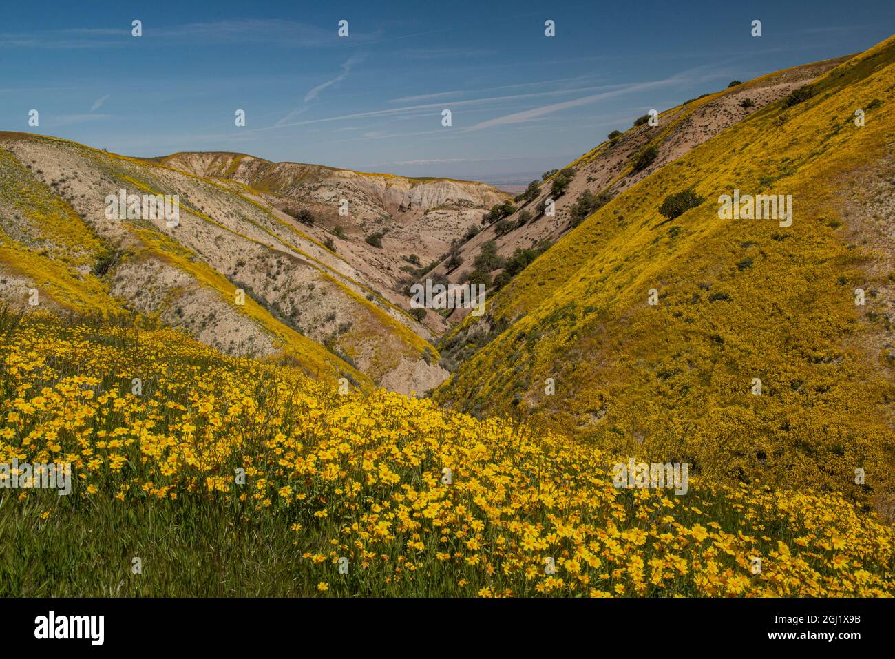 California, USA. Temblor Range and valley are covered with hillside ...