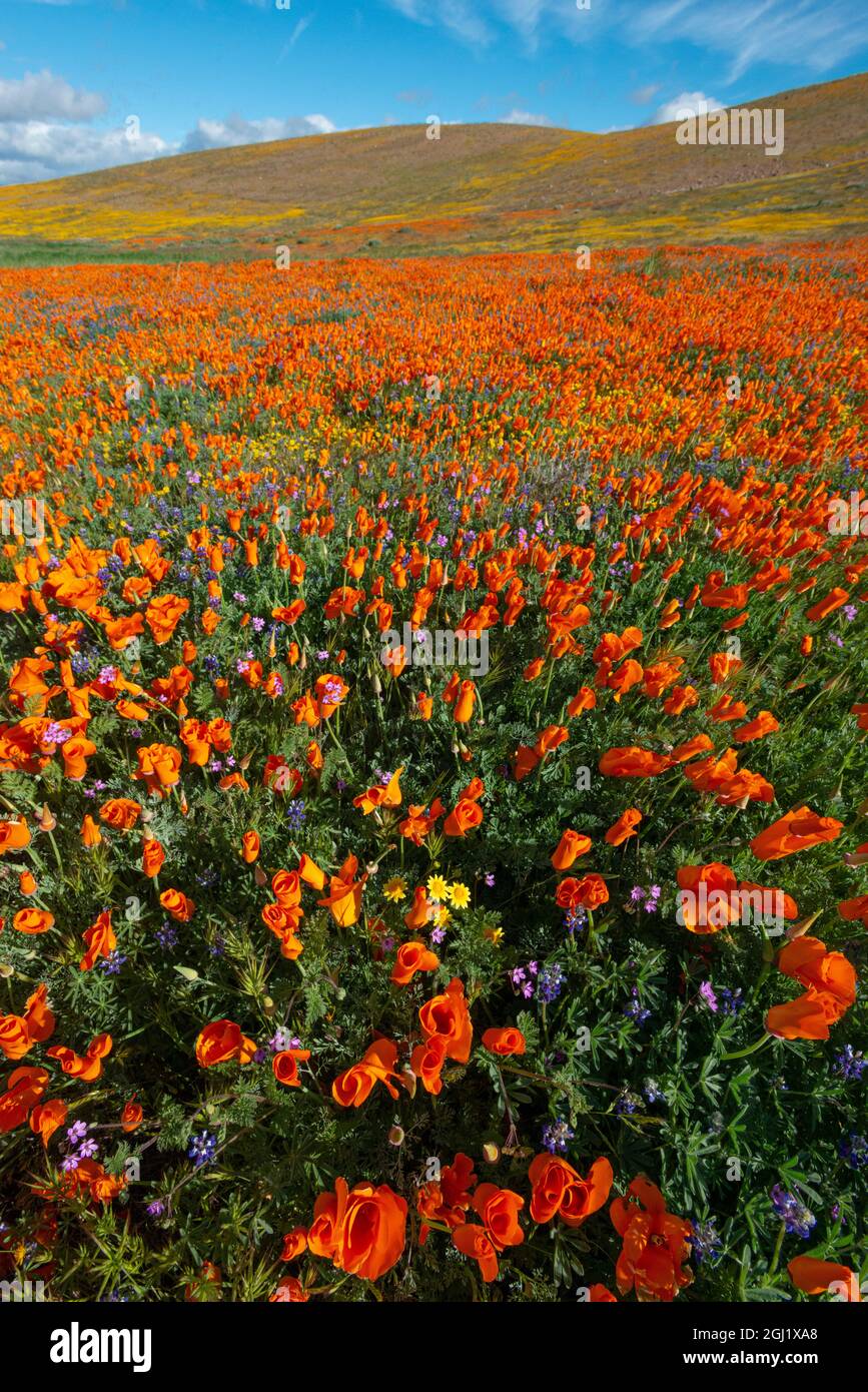 Storksbill field hi-res stock photography and images - Alamy