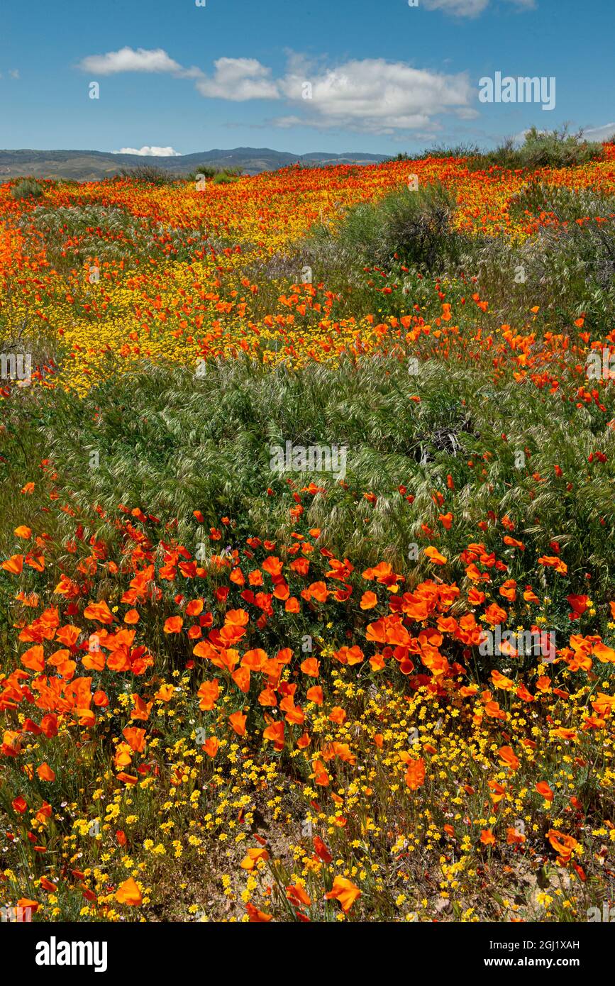 Usa, California. Superbloom of poppies, and gold fields near State ...