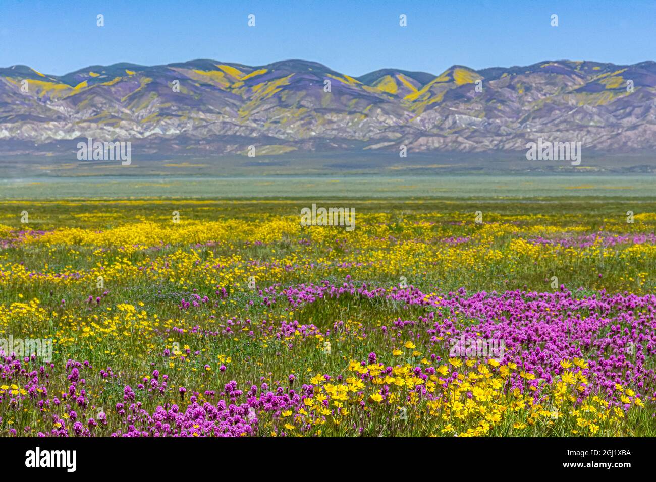 Usa, California. Landscape of meadow full of owl's clover and hillside ...