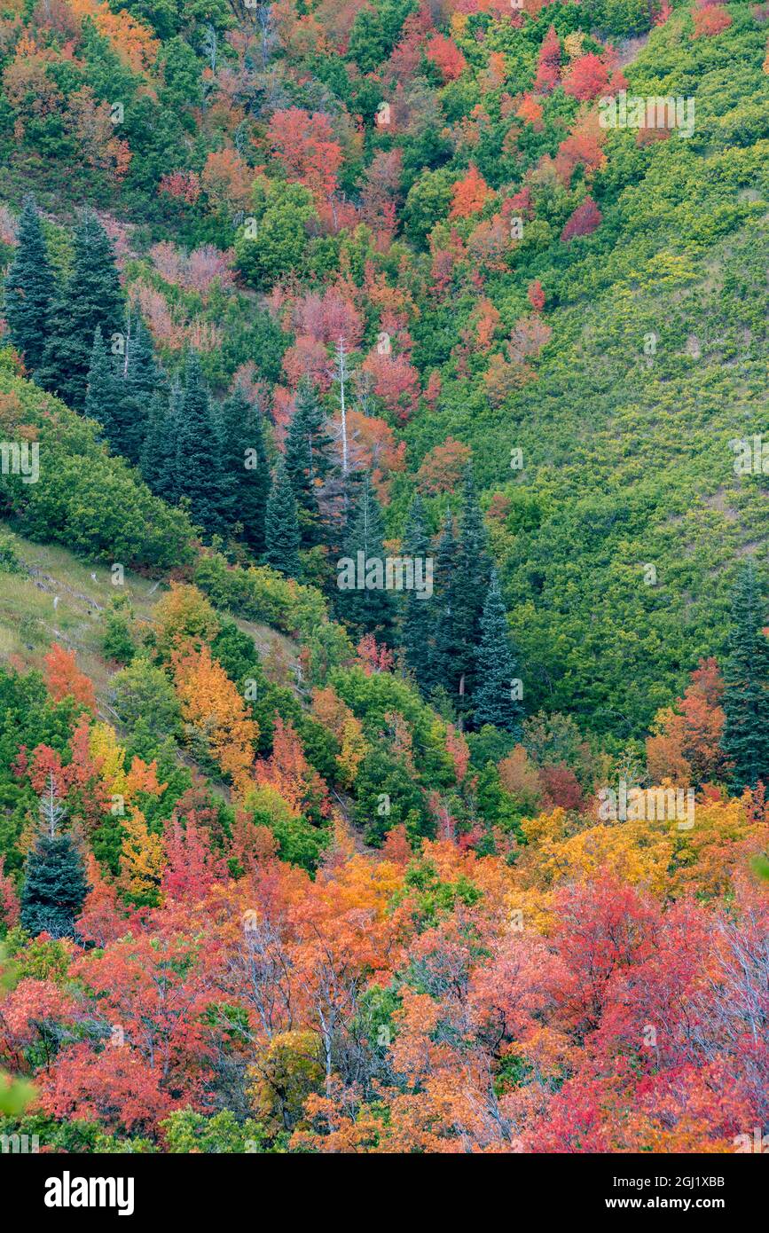 East Canyon near Salt Lake City, Utah. Colorful fall foliage Stock ...