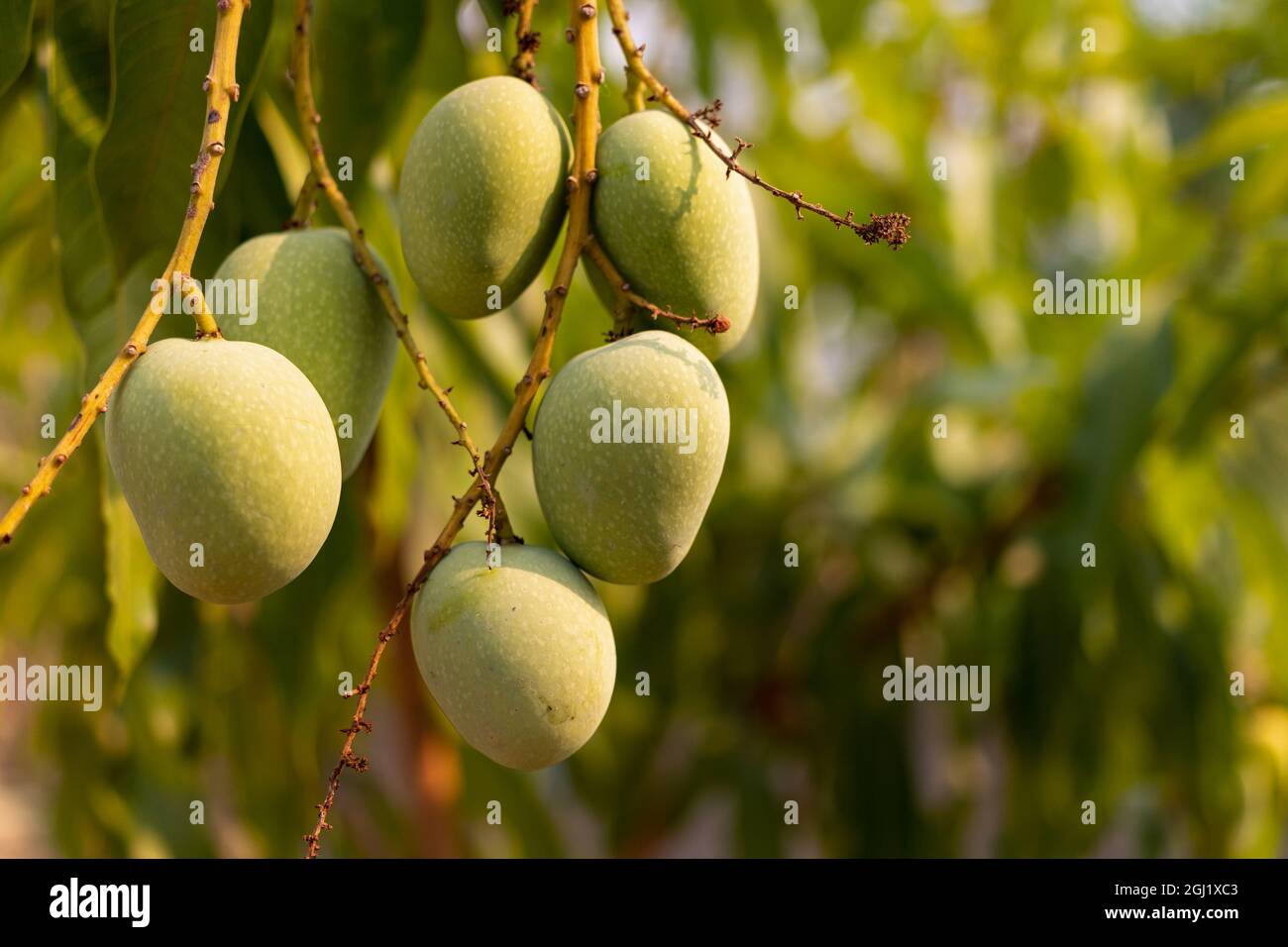 Raw wild green mangoes hanging on branch of mango tree Stock Photo - Alamy