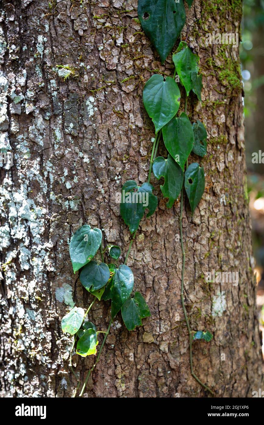 Vine clinging to forest tree on Atherton Tablelands Stock Photo - Alamy