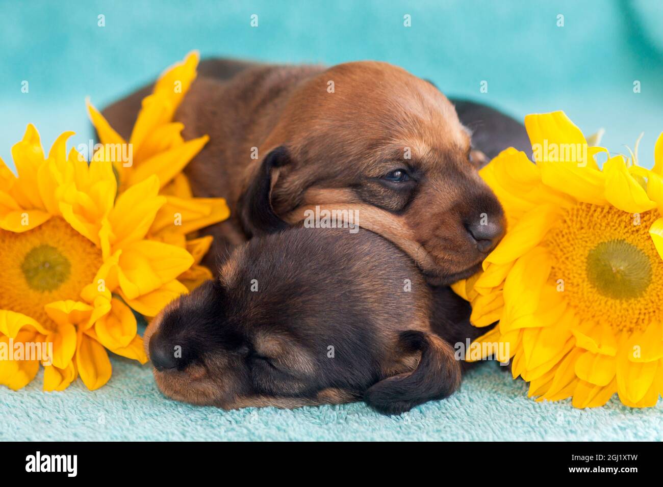 Doxen Puppies sleeping MR Stock Photo - Alamy