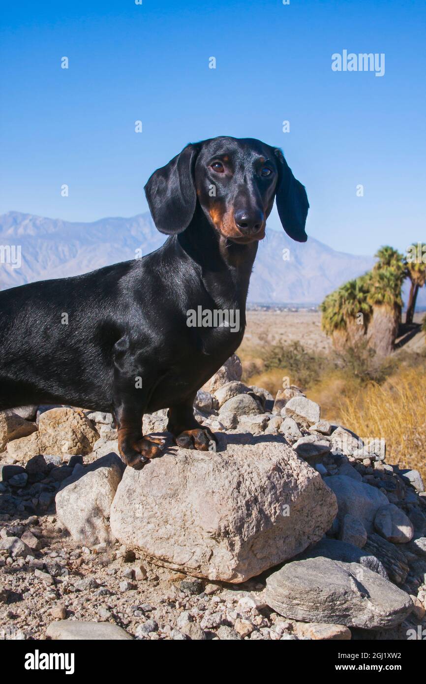 Group Shorthaired Dachshund High Resolution Stock Photography and ...