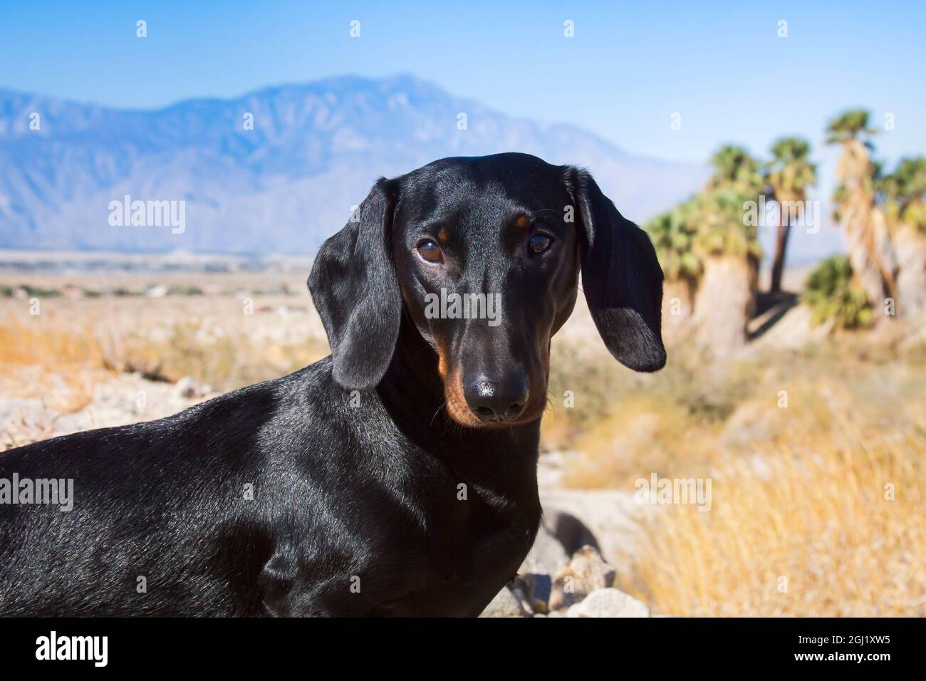 Doxen in the desert Stock Photo - Alamy