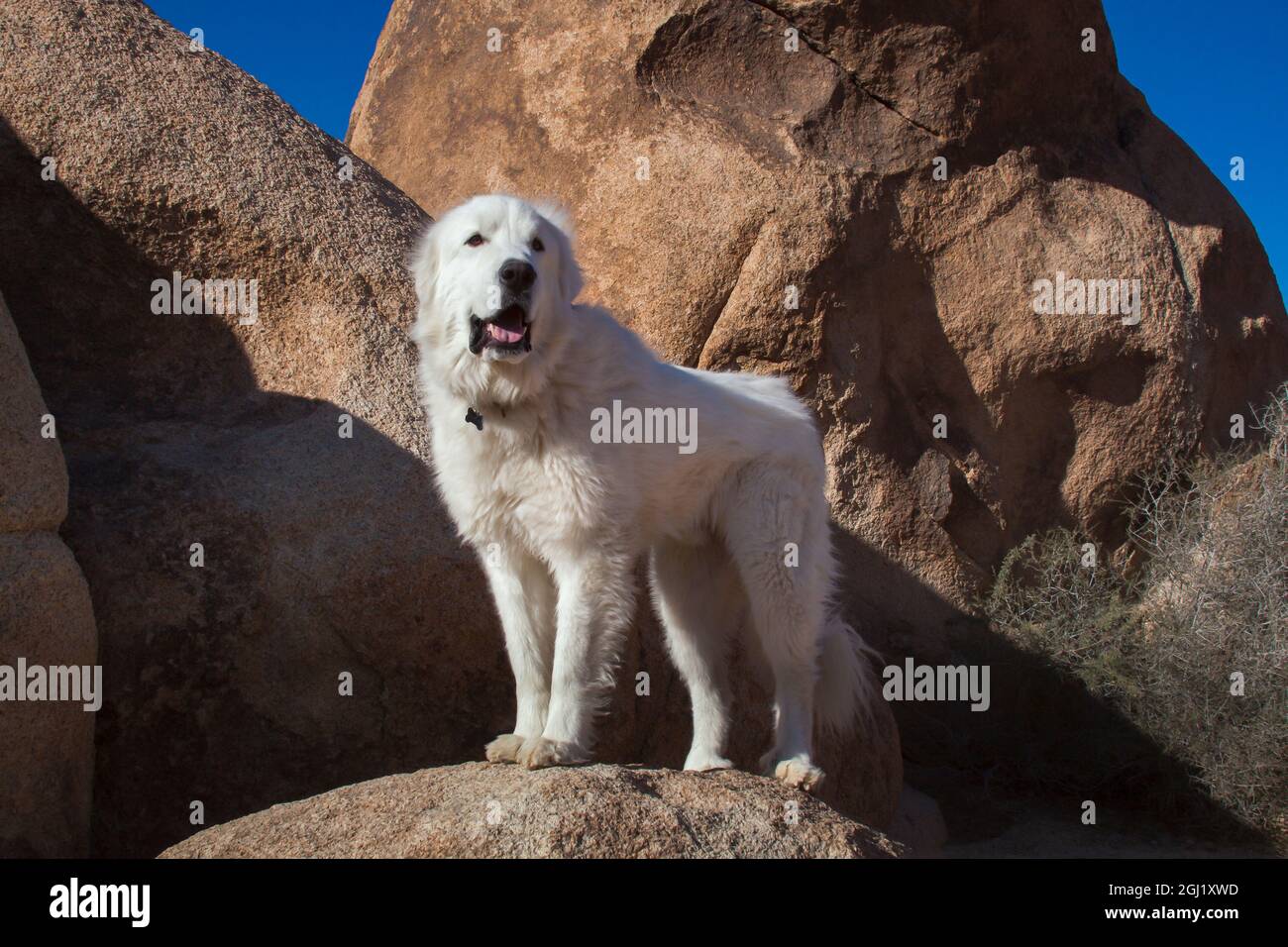 Great Pyrenees on granite boulders Stock Photo - Alamy