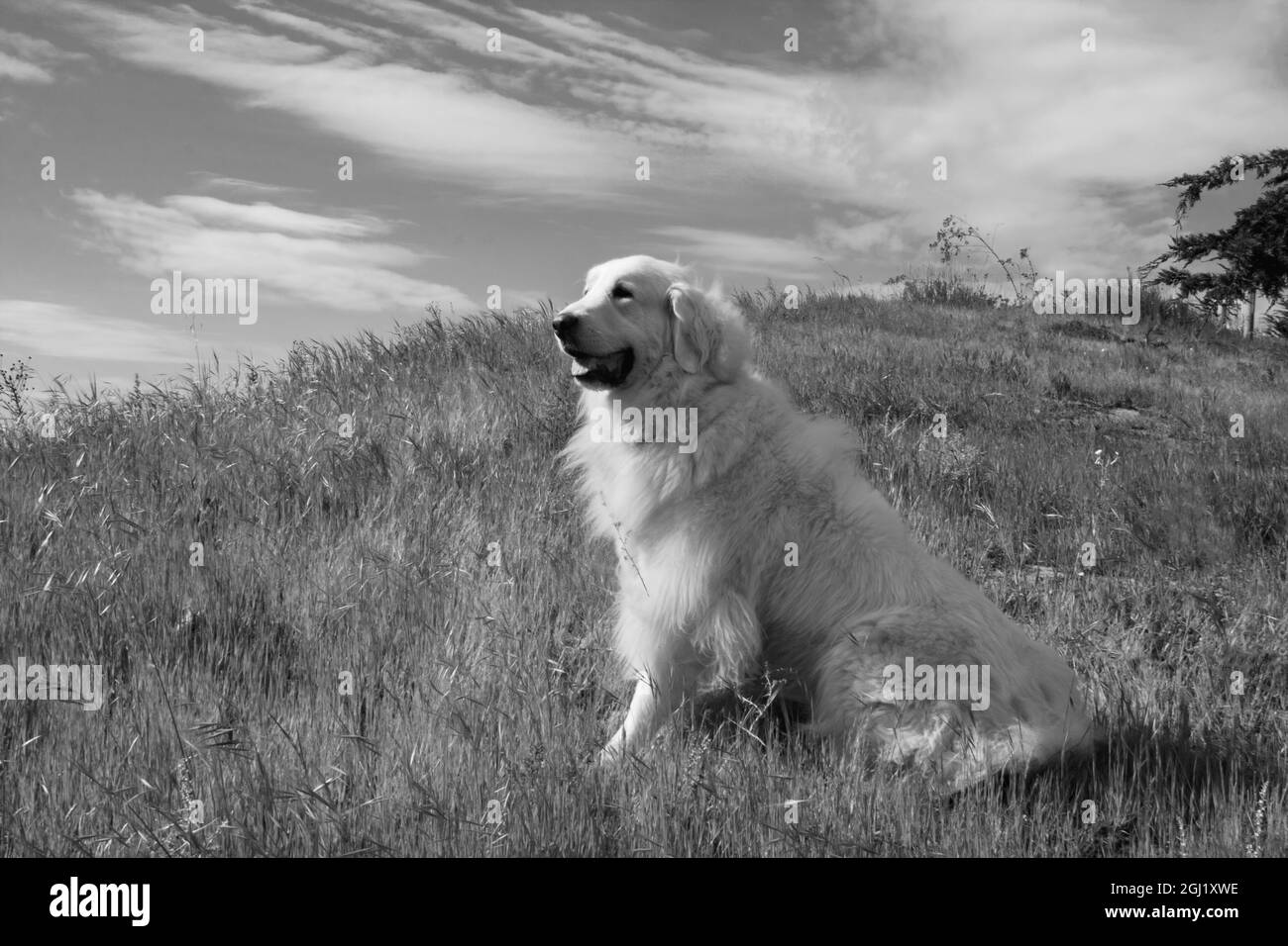 Great Pyrenees sitting on grassy hillside Stock Photo - Alamy