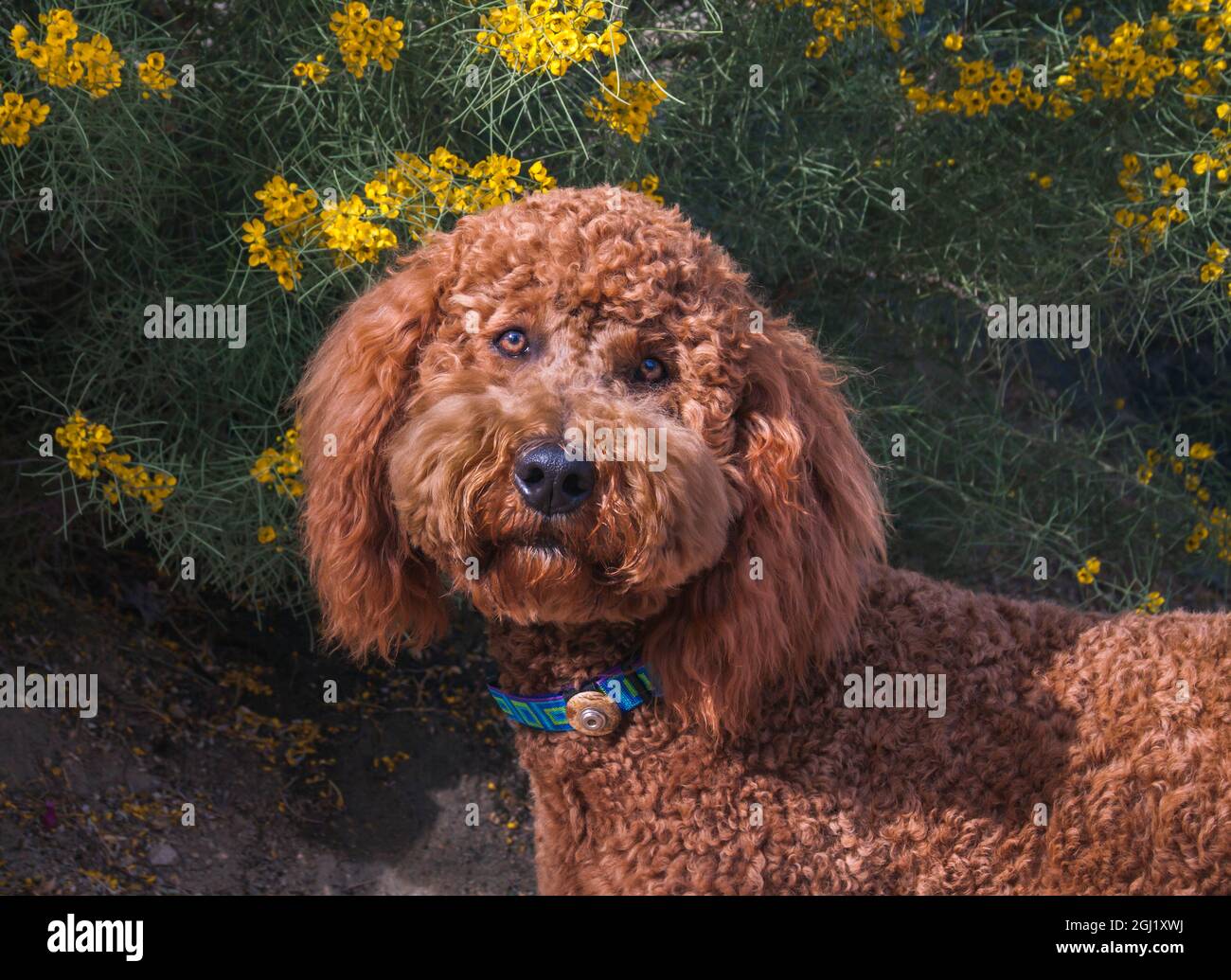 Labradoodle Headshot High Resolution Stock Photography and Images - Alamy