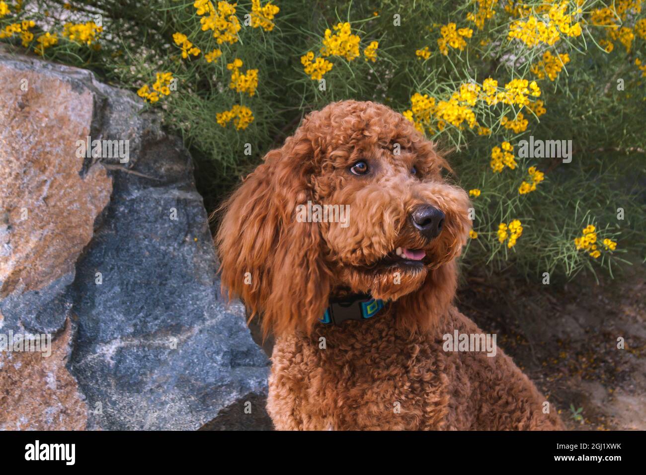 Labradoodle Headshot High Resolution Stock Photography and Images - Alamy