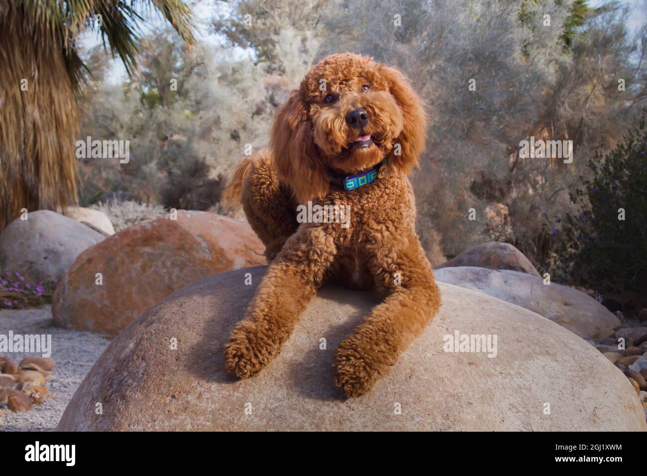 Labradoodle in desert garden Stock Photo - Alamy