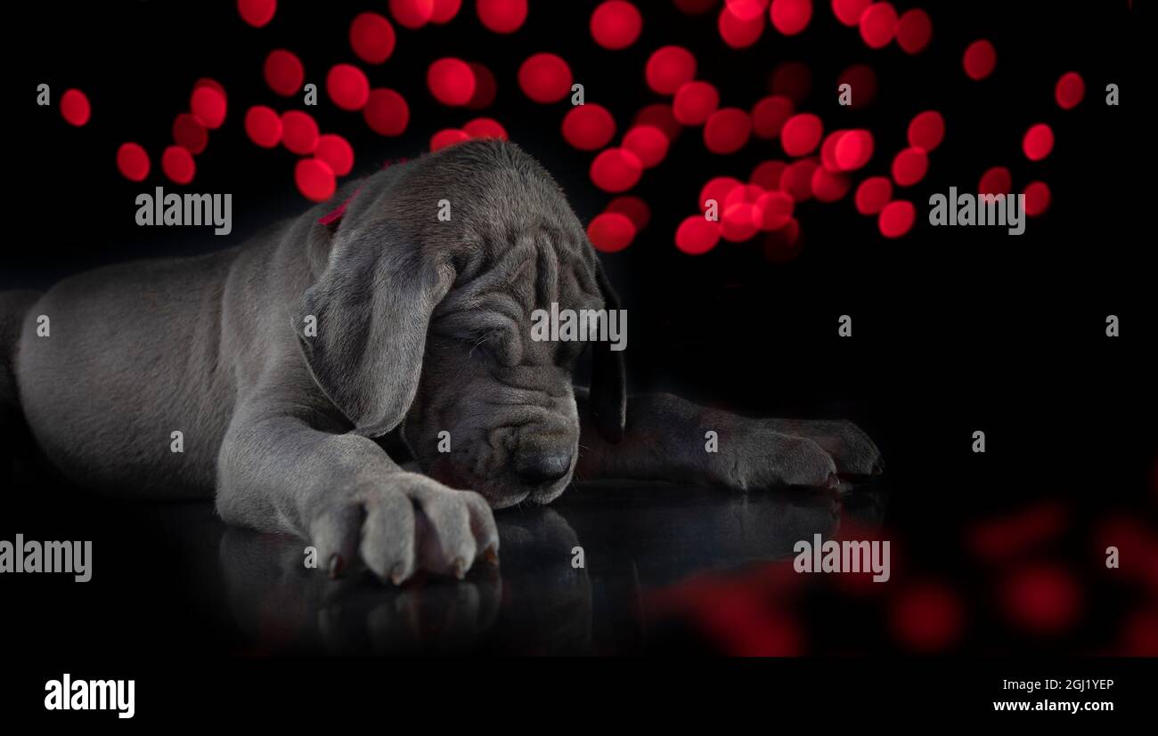 Purebred great Dane pupply looking sad with Christmas lights behind ...