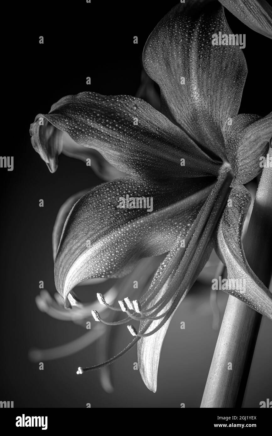 Bogota flower Black and White Stock Photos & Images - Alamy