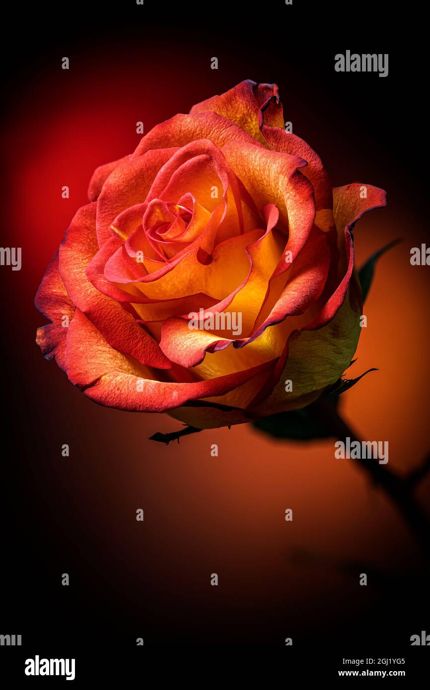 USA, Colorado, Fort Collins. Rose close-up. Credit as Fred Lord ...