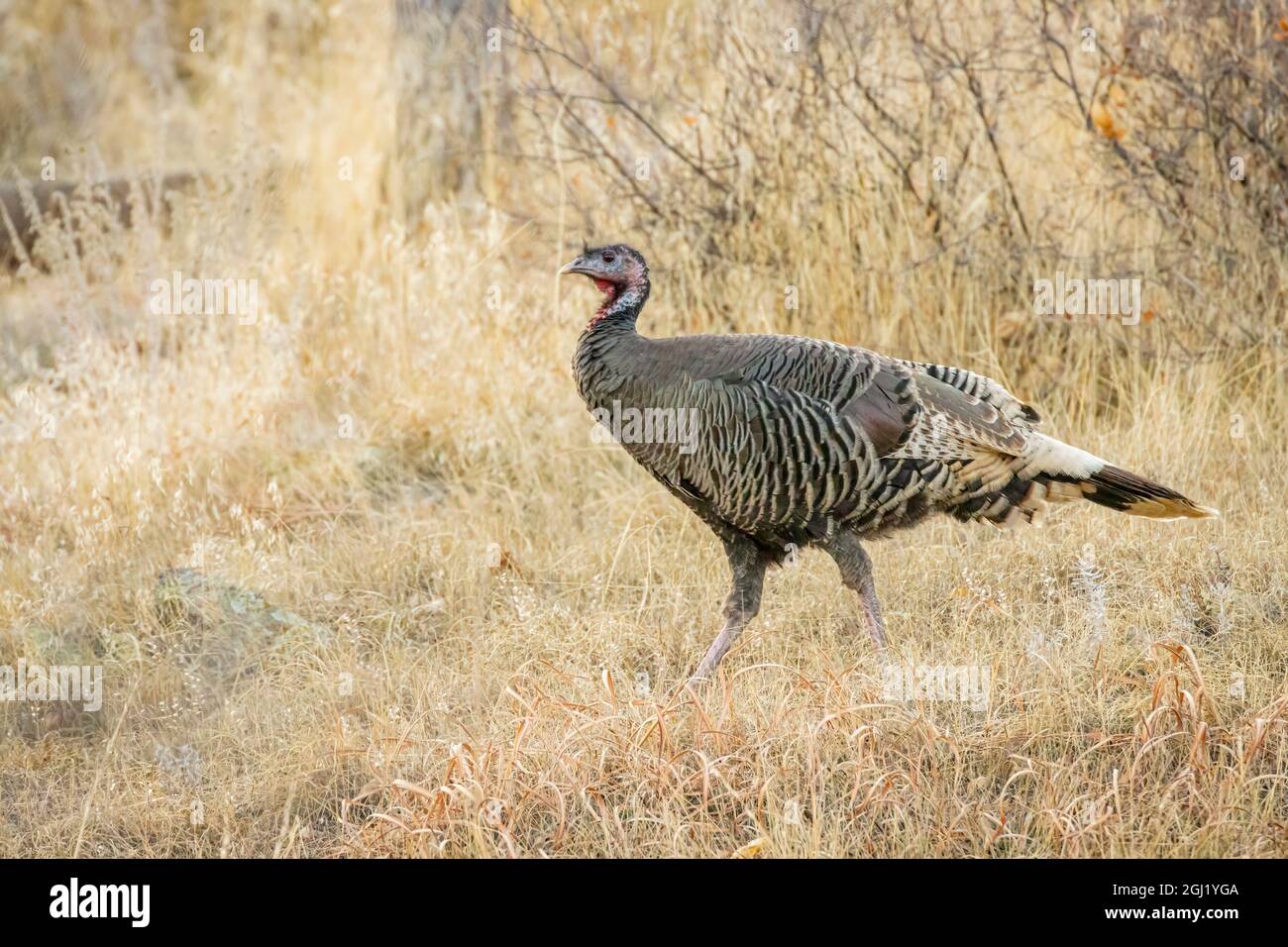 Female turkey hi-res stock photography and images - Alamy