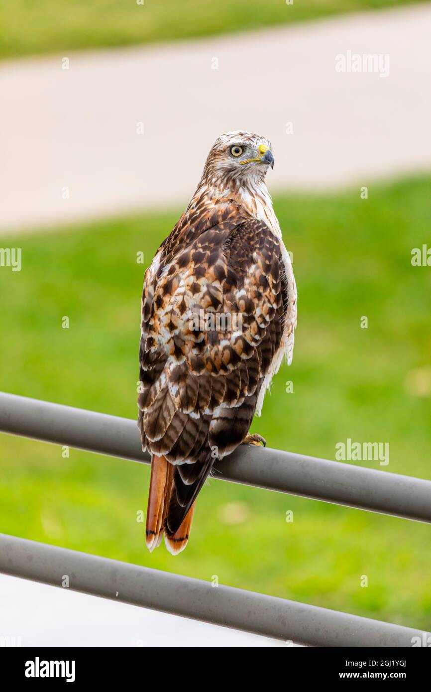 Red tailed hawk on fence hi-res stock photography and images - Alamy