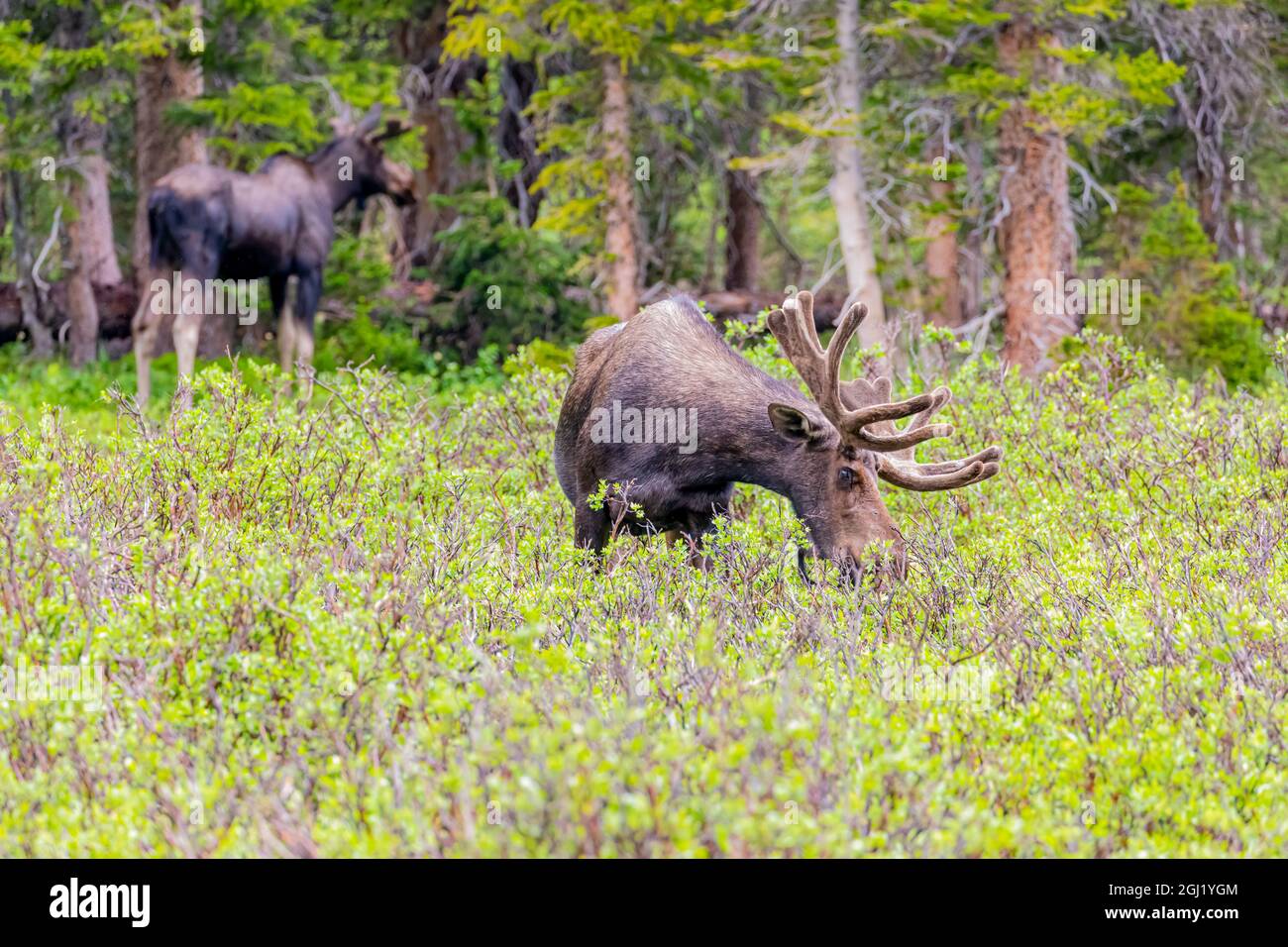 USA, Colorado, Cameron Pass. Bull moose grazing. Credit as Fred Lord ...