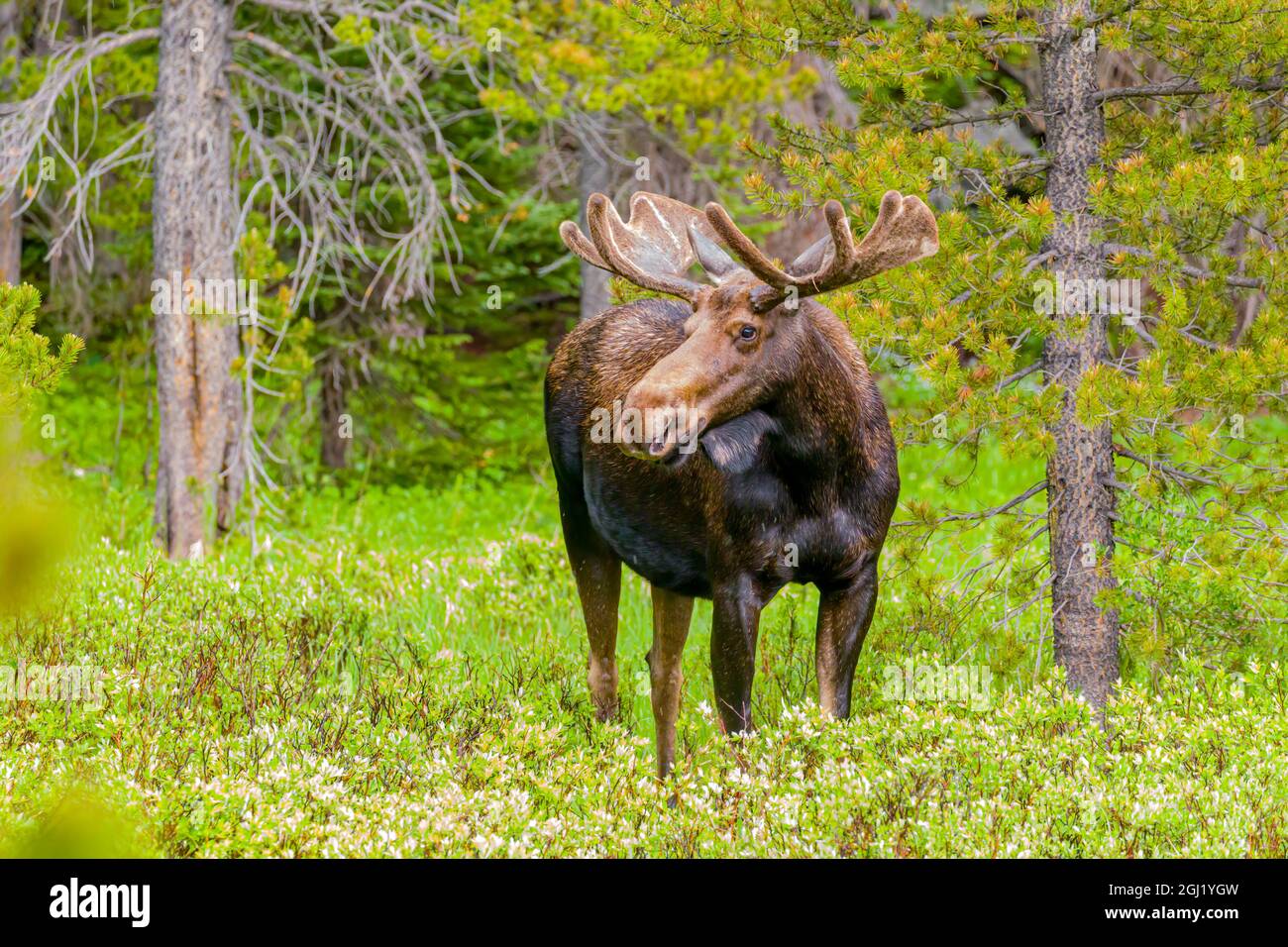 USA, Colorado, Cameron Pass. Bull moose and forest. Credit as Fred Lord ...