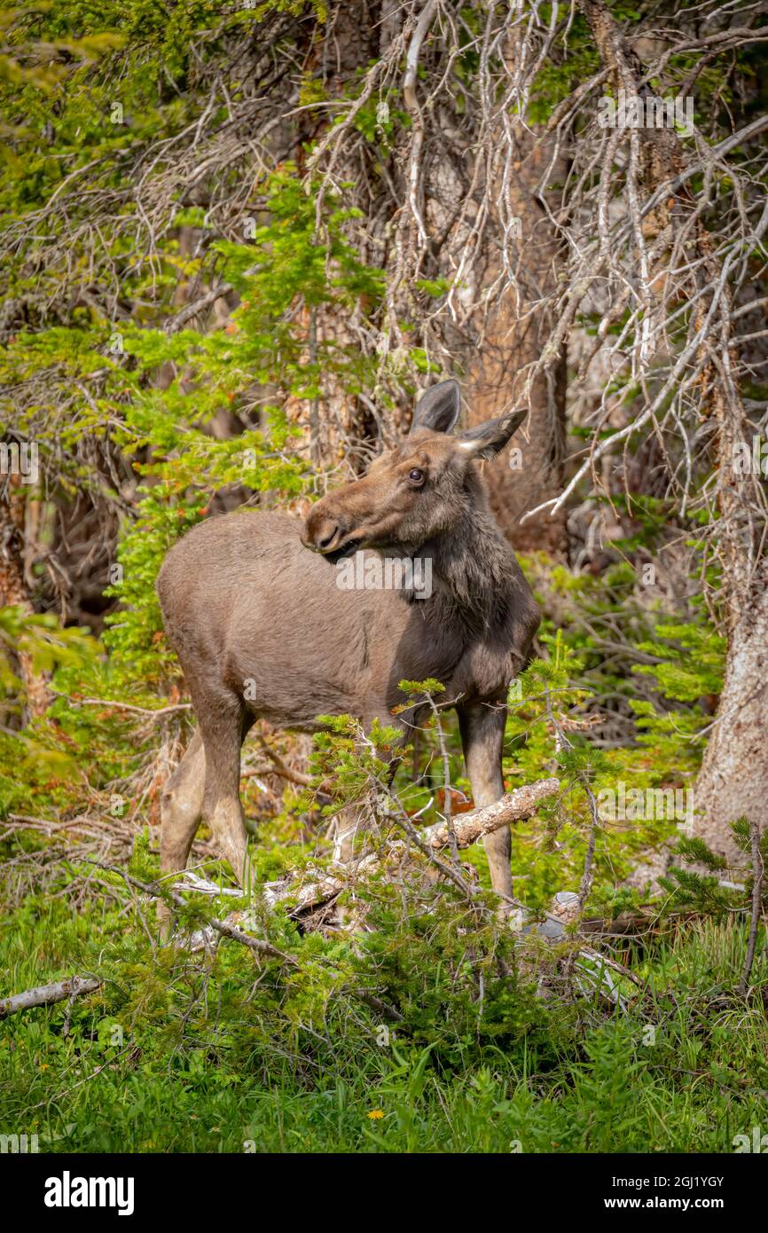 USA, Colorado, Cameron Pass. Cow moose in forest. Credit as Fred Lord ...