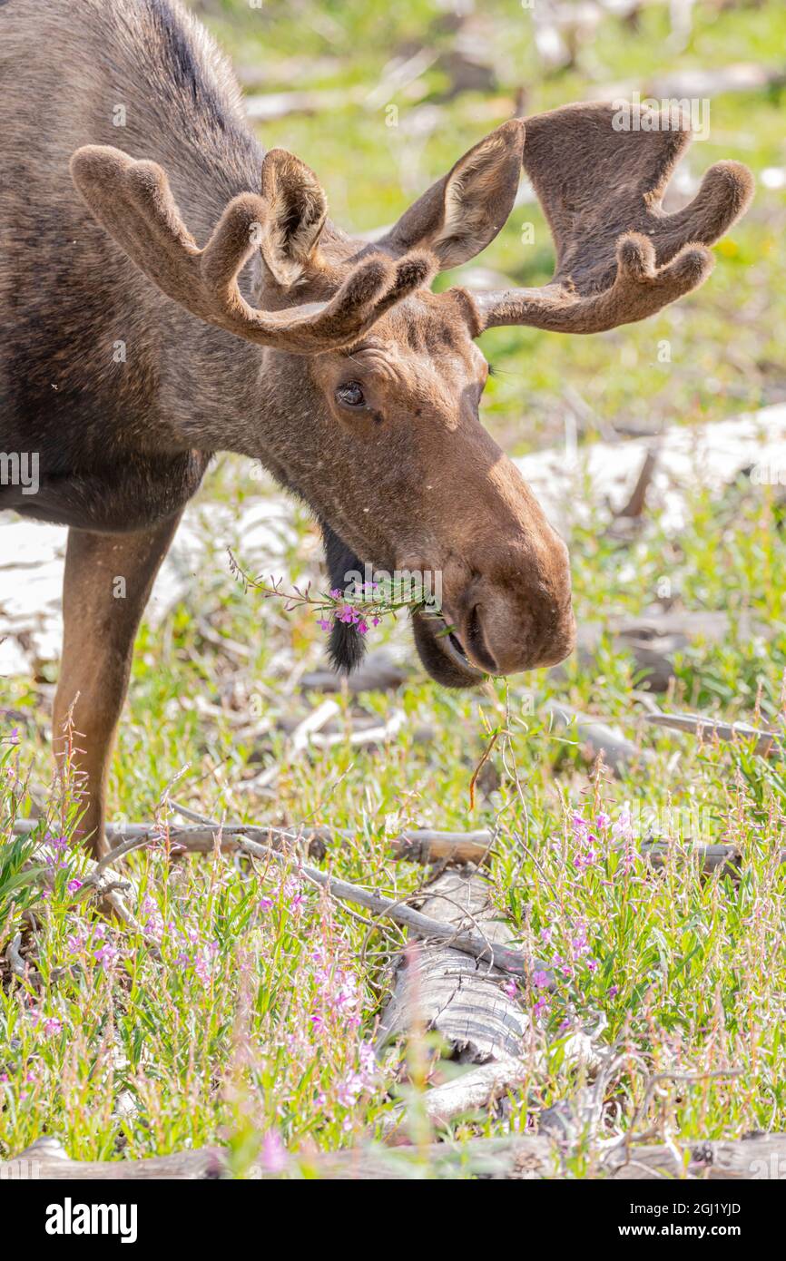 Bull moose head hi-res stock photography and images - Alamy