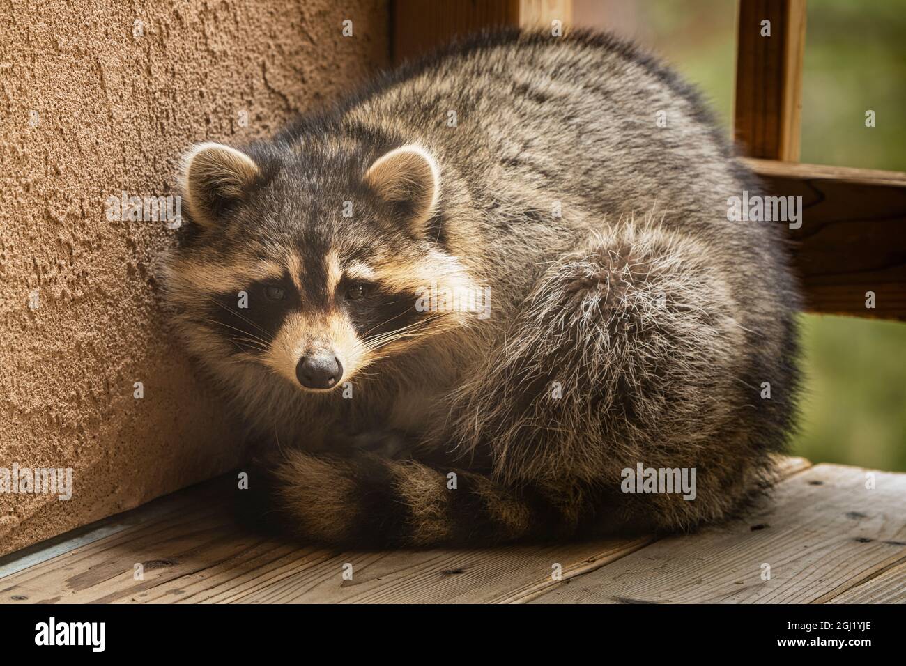 USA, Colorado, Woodland Park. Adult raccoon on residential deck Stock ...