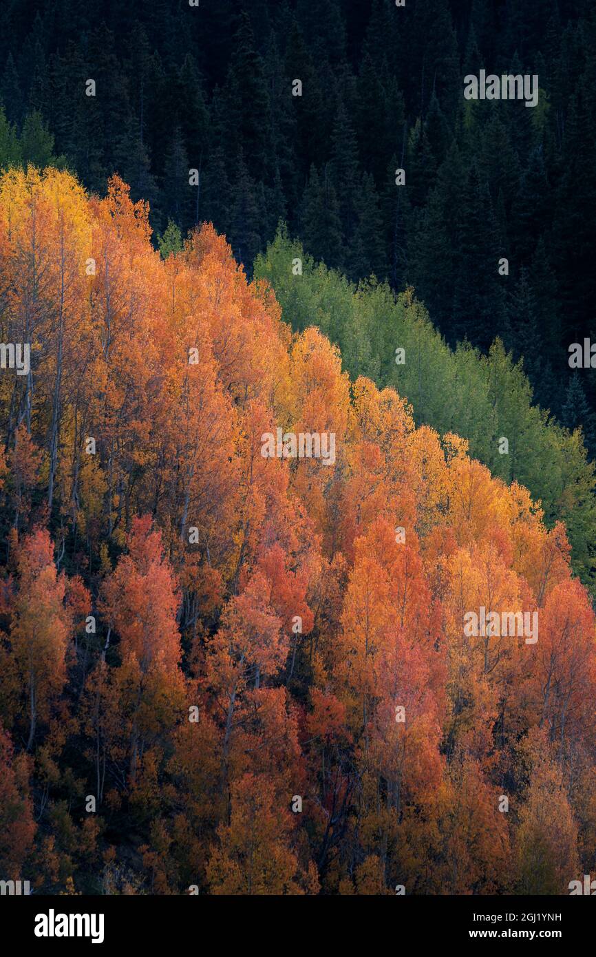 USA, Colorado, San Juan Mountains. Autumn-colored aspen trees on ...