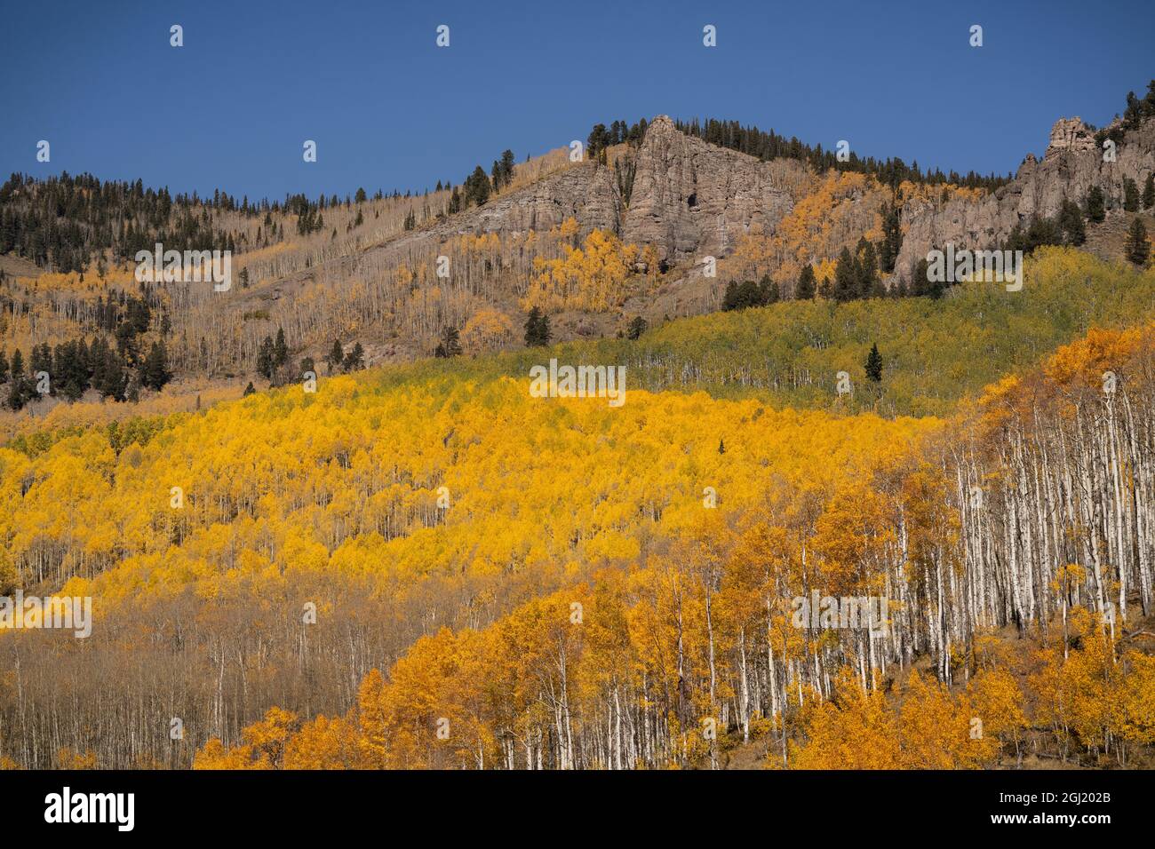 A large multi-color aspen grove at Mill-Castle Trailhead in autumn in ...