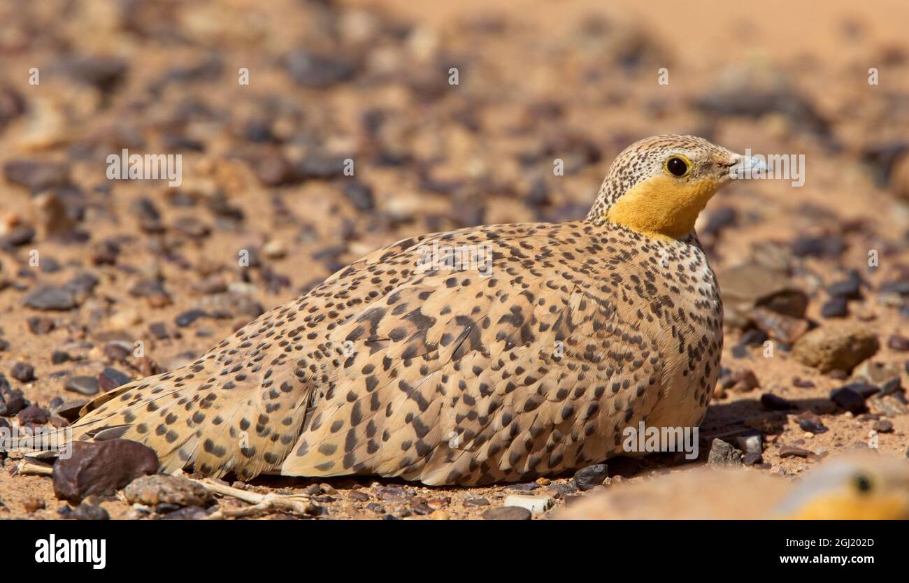 Spotted Sandgrouse (Pterocles senegallus), female sitting in the stony ...