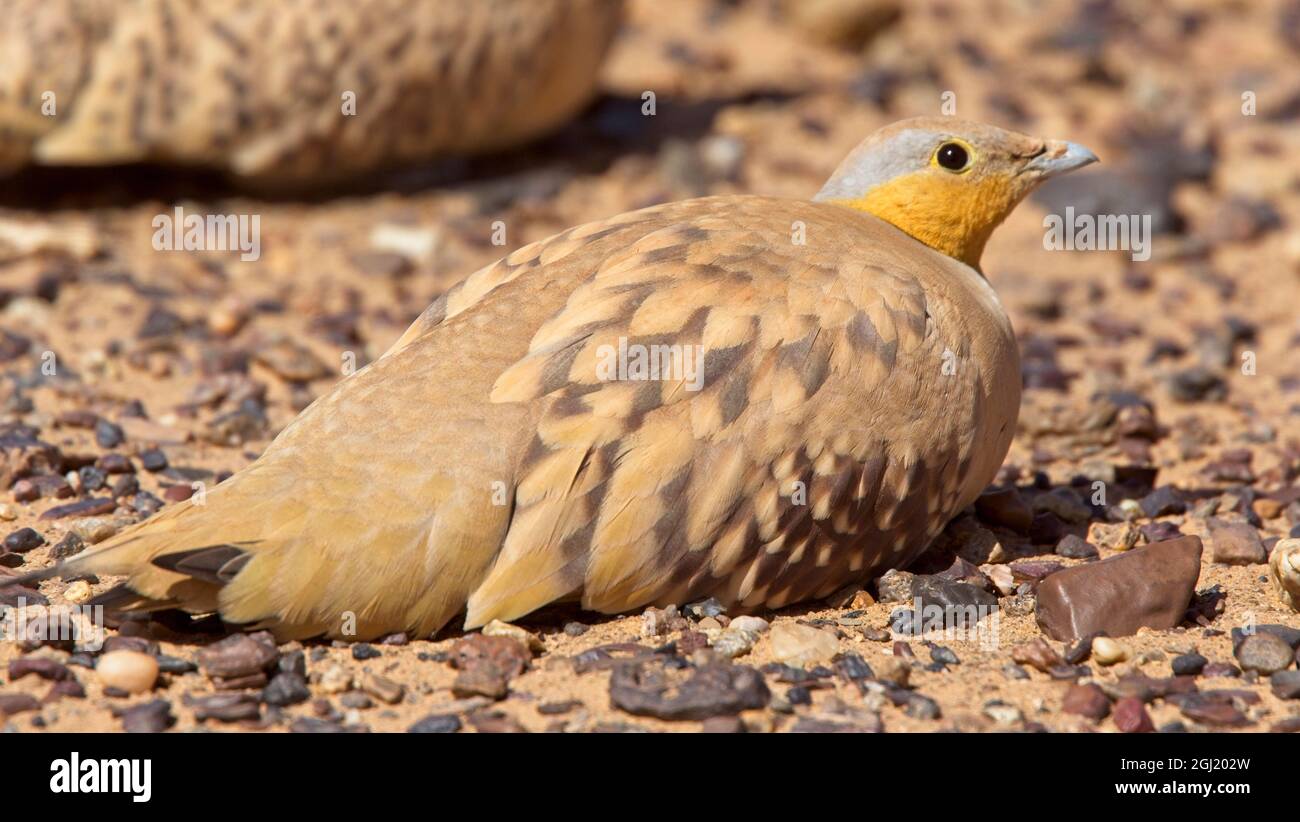 Spotted Sandgrouse (Pterocles senegallus), male sitting in the stony ...