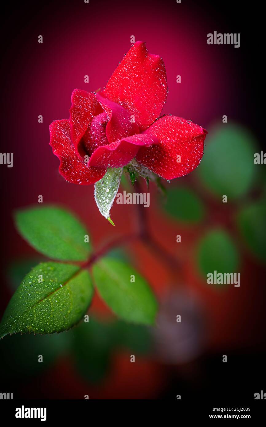 Rode fort hi-res stock photography and images - Alamy