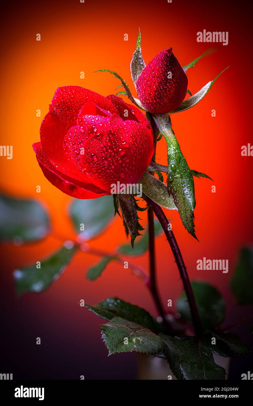 Rose collins hi-res stock photography and images - Alamy