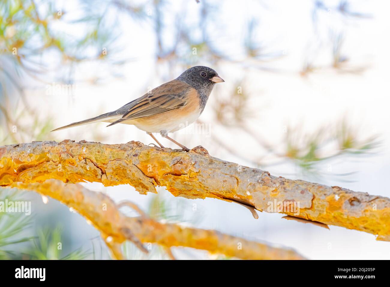 Female dark eyed junco hi-res stock photography and images - Alamy