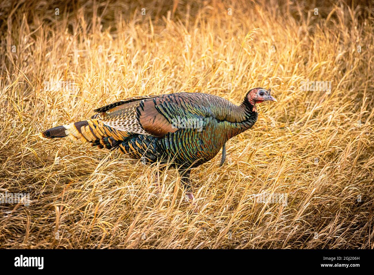 American wild turkey hi-res stock photography and images - Alamy
