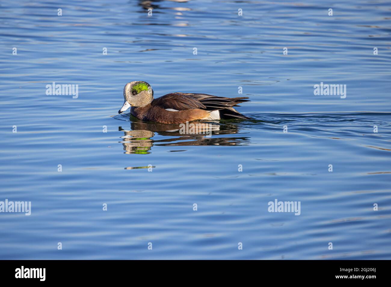 USA, Colorado, Frederick. Male American wigeon duck leaving wake in ...
