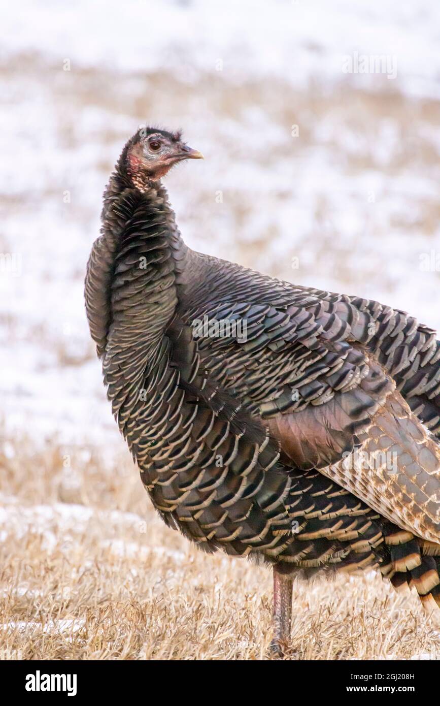 USA, Colorado, Loveland. Female American wild turkey close-up Stock ...