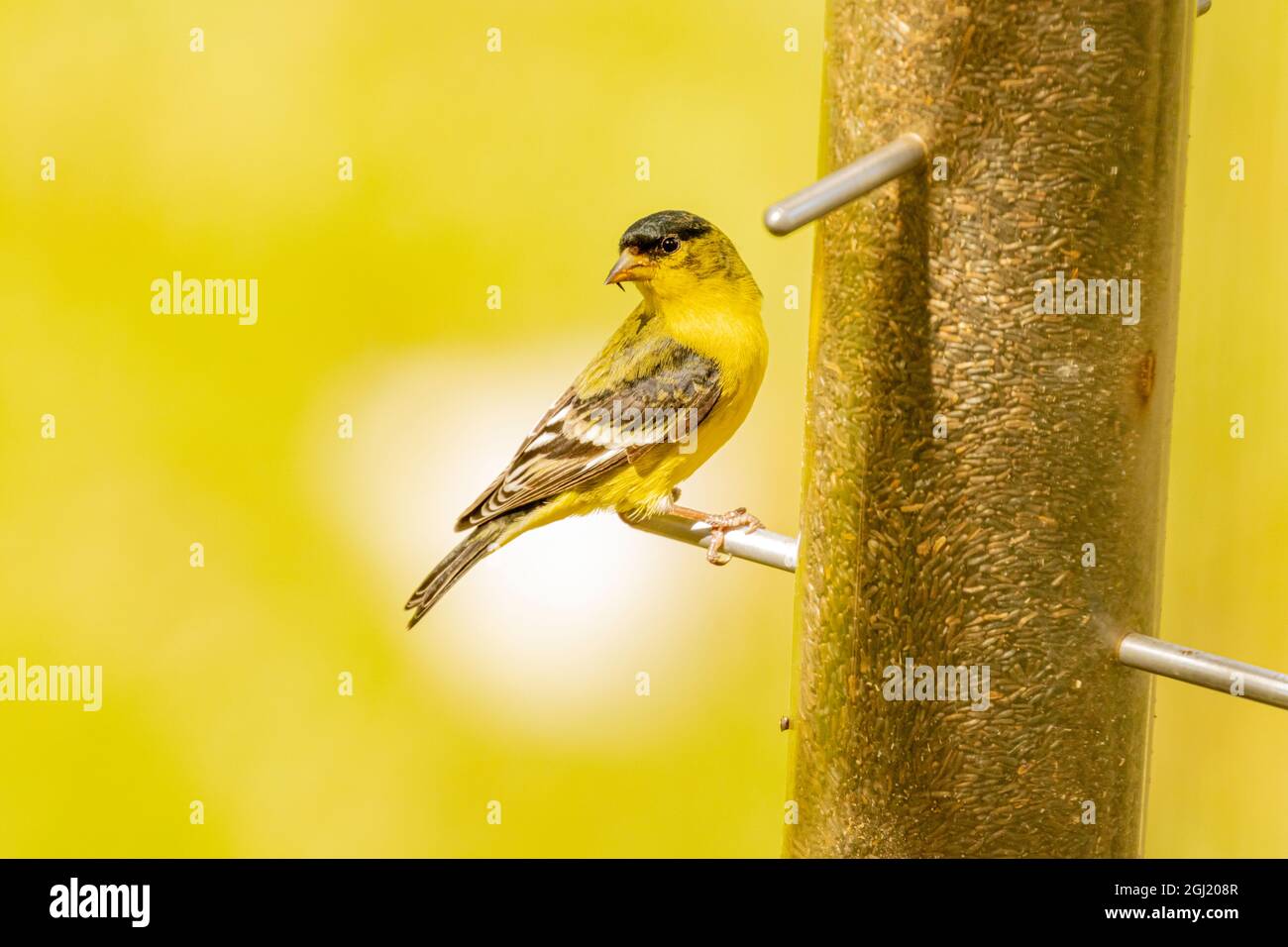 USA, Colorado, Fort Collins. Male American goldfinch at feeder Stock ...