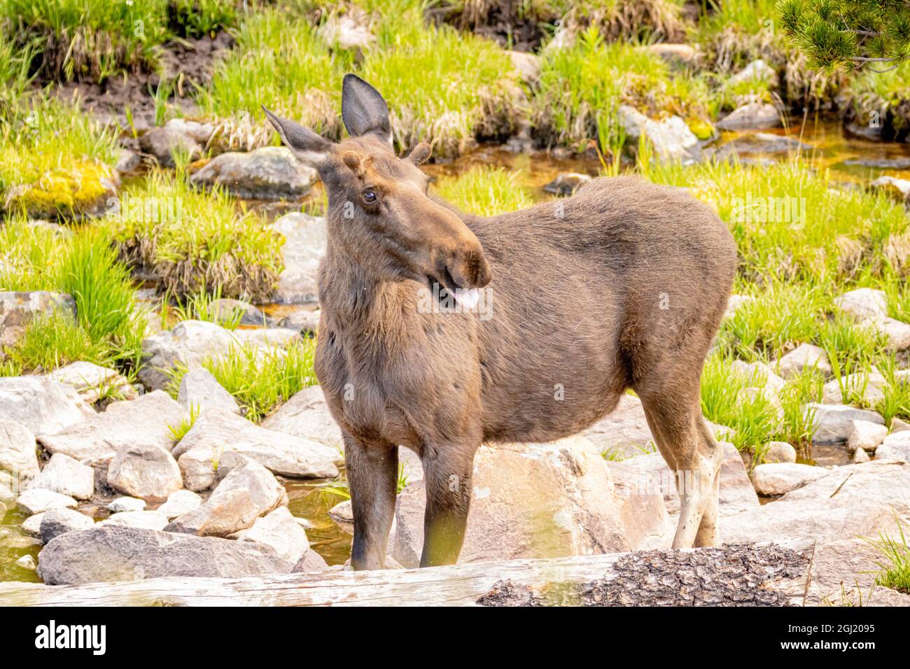 Bull yearling hi-res stock photography and images - Alamy