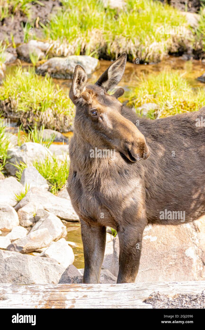 Bull yearling hi-res stock photography and images - Alamy