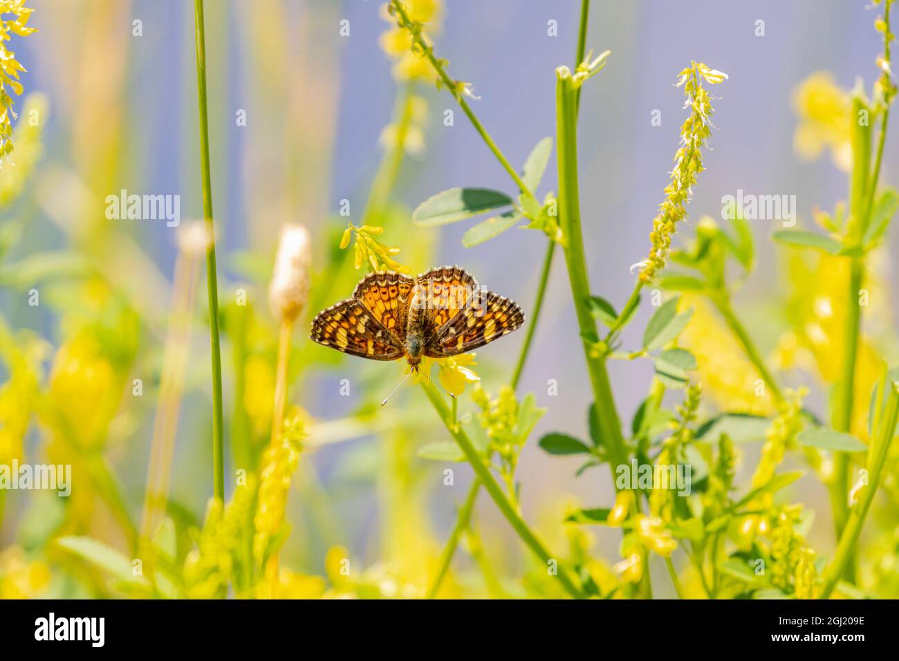 USA, Colorado, Cameron Pass. Fritillary butterfly on plant Stock Photo ...