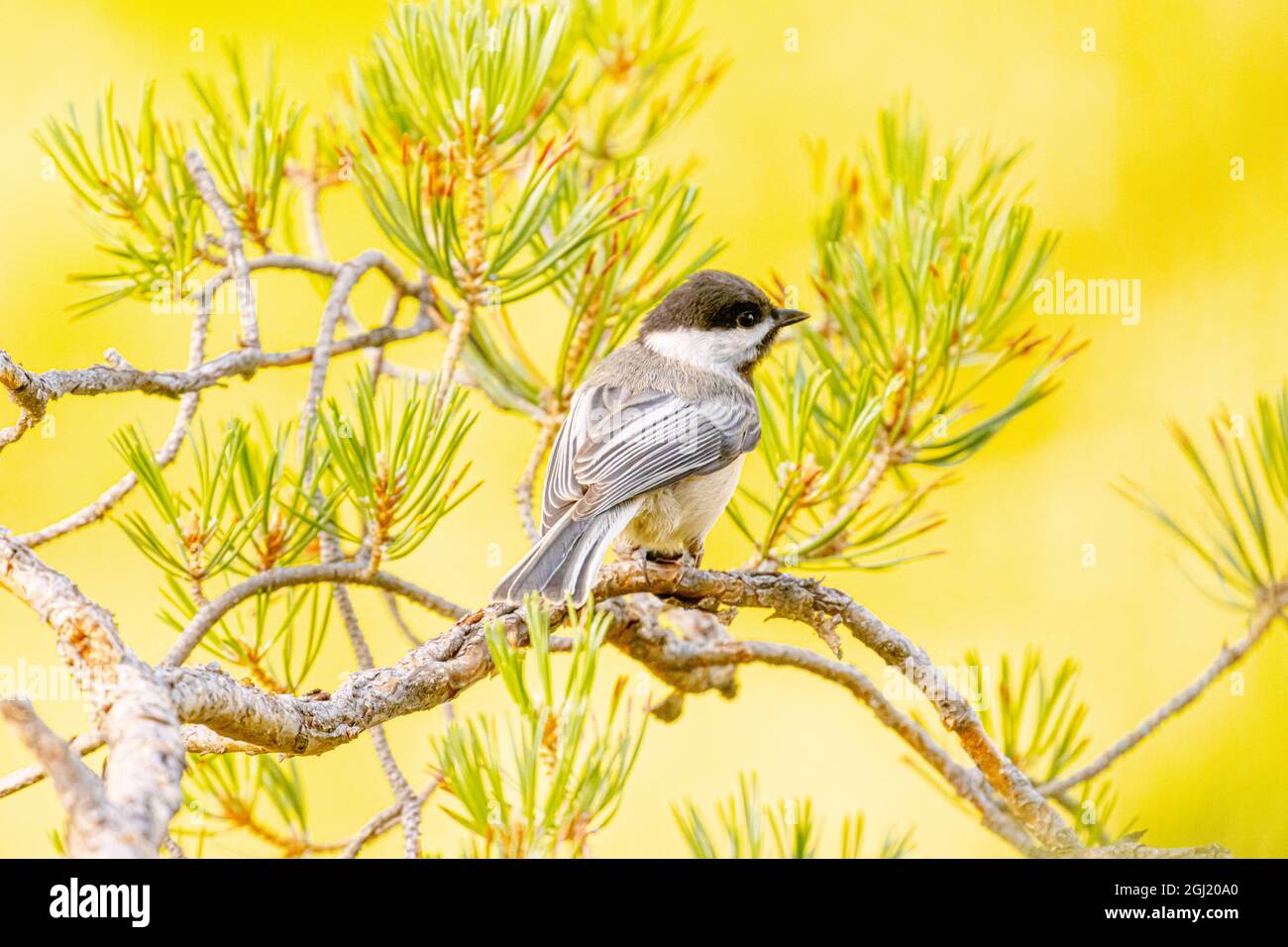 USA, Colorado, Fort Collins. Black-capped chickadee on limb Stock Photo ...