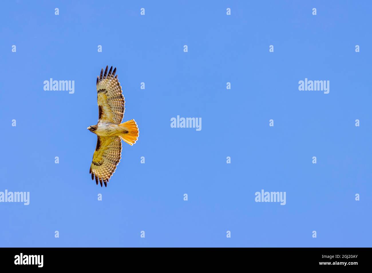 USA, Colorado, Fort Collins. Red-tailed Hawk soaring Stock Photo - Alamy